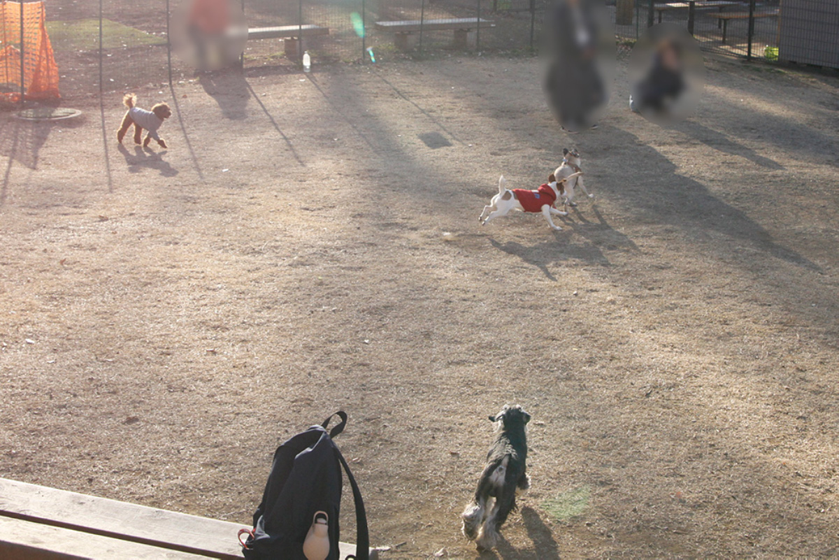 The Best Dog-Friendly Areas in Tokyo – A Guide for Dog Owners - apts.jp ...